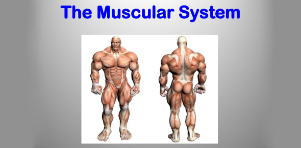 Muscular System MCQ Quiz With Answers ProProfs Quiz